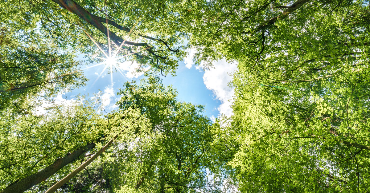 Global Sustainable Fund Performance: 2H 2025 | Morgan Stanley