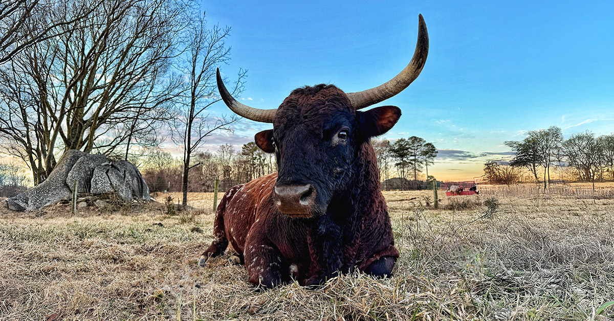 Stock Market Bull Case 2026: Will Gains Continue? | Morgan Stanley